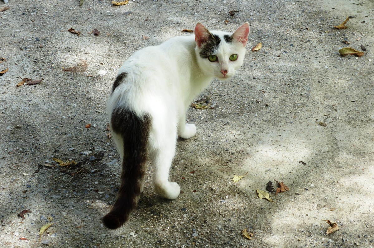 Albanian Animals – ADVENTURE-SOMEWHERE.COM